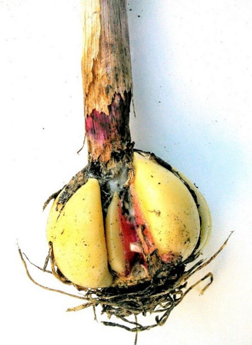 Linda Gilkeson | West Coast Gardening | West Coast Gardening: Natural ...