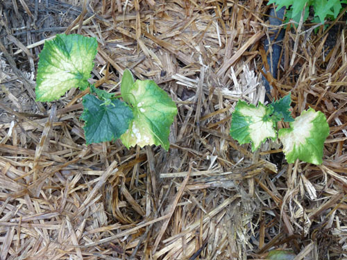 Linda Gilkeson | West Coast Gardening | West Coast Gardening: Natural ...