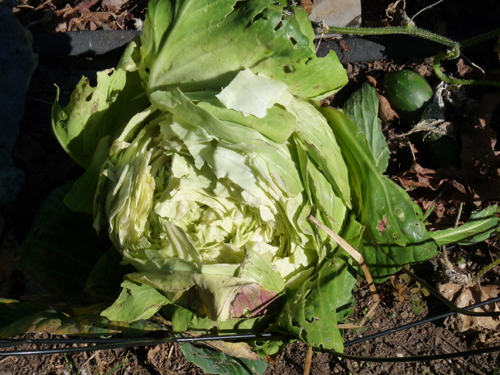 Linda Gilkeson | West Coast Gardening | West Coast Gardening: Natural ...